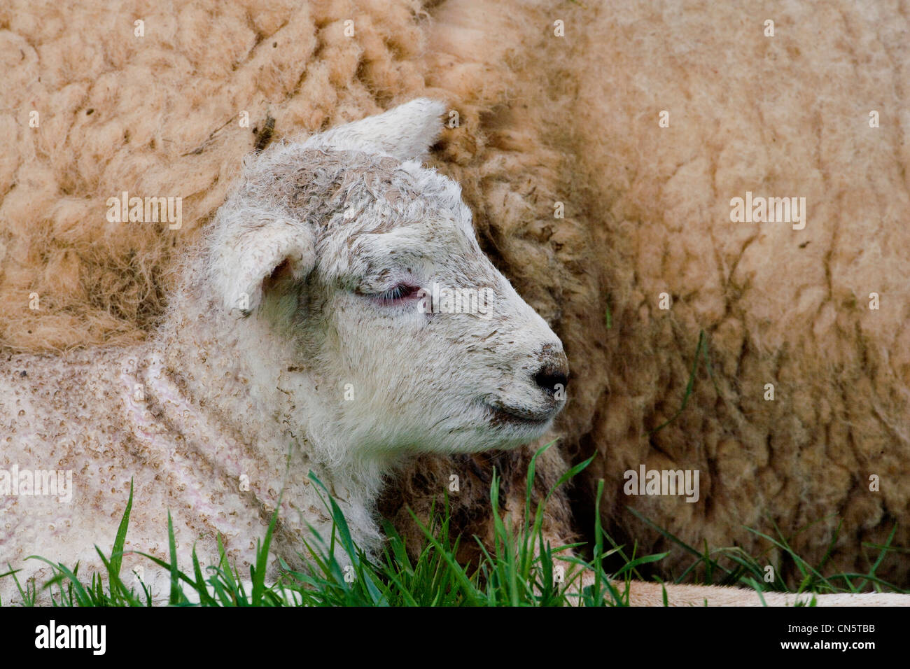 Countryside spring lamb hi-res stock photography and images - Alamy