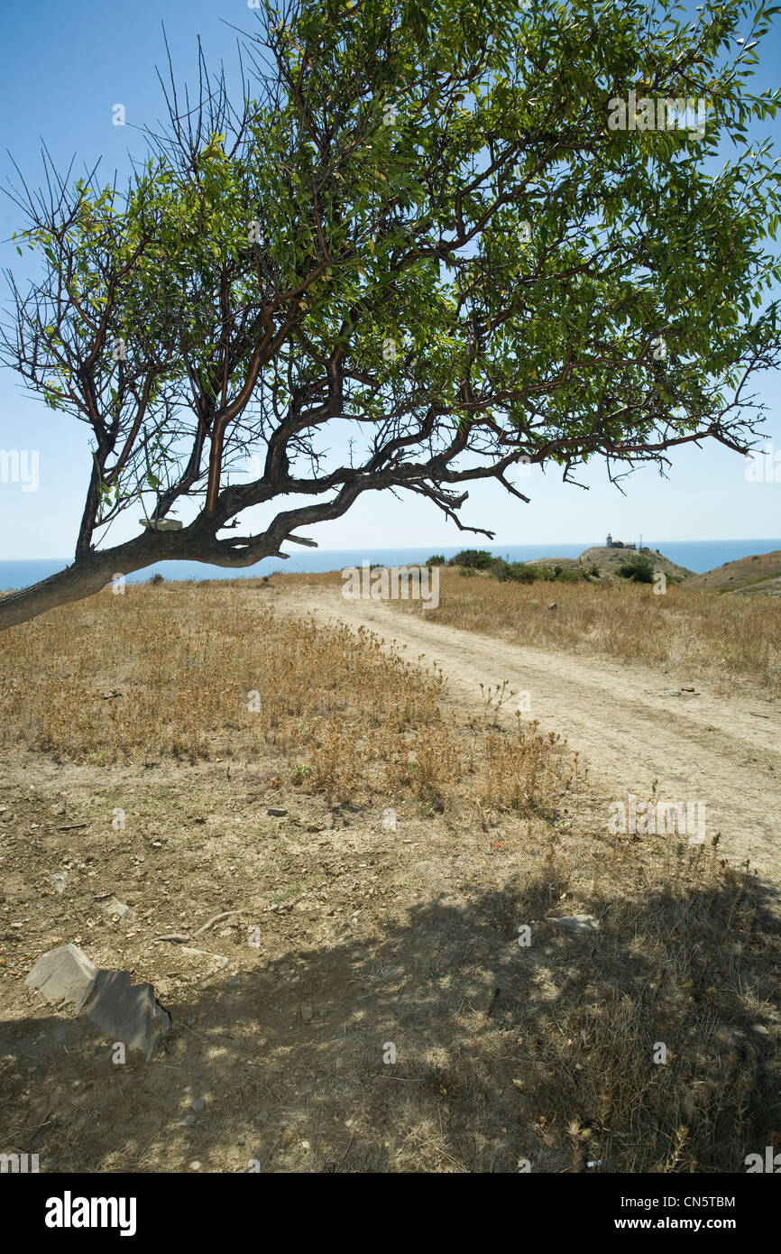 Lonely tree on a desert field, windswept, seashore Stock Photo - Alamy