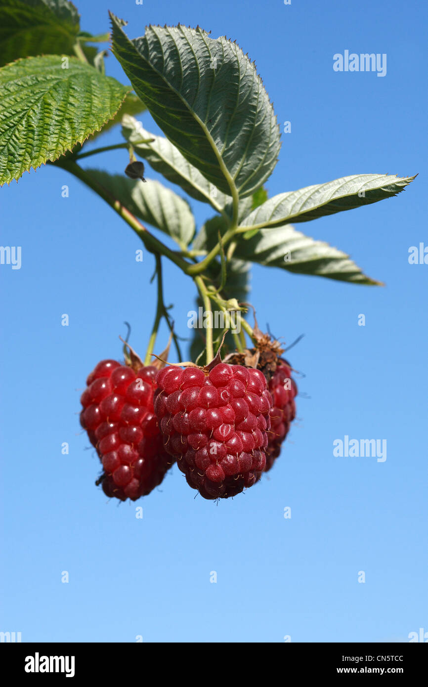 France, Bas Rhin, Raspberry or Hindberry (Rubus idaeus Stock Photo - Alamy