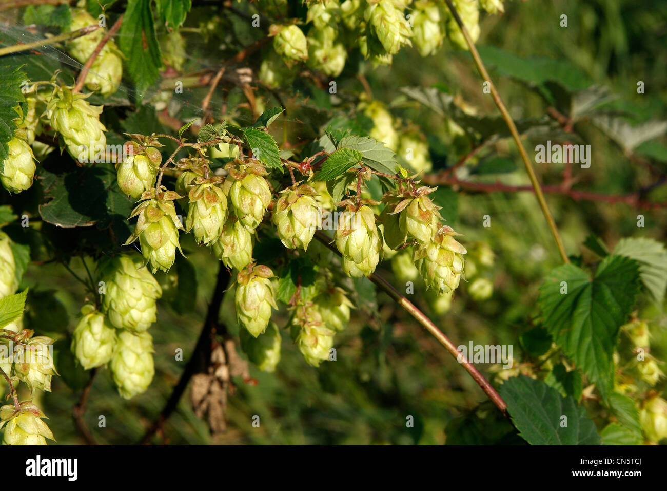 France, Bas Rhin, Common hop (Humulus lupulus Stock Photo - Alamy