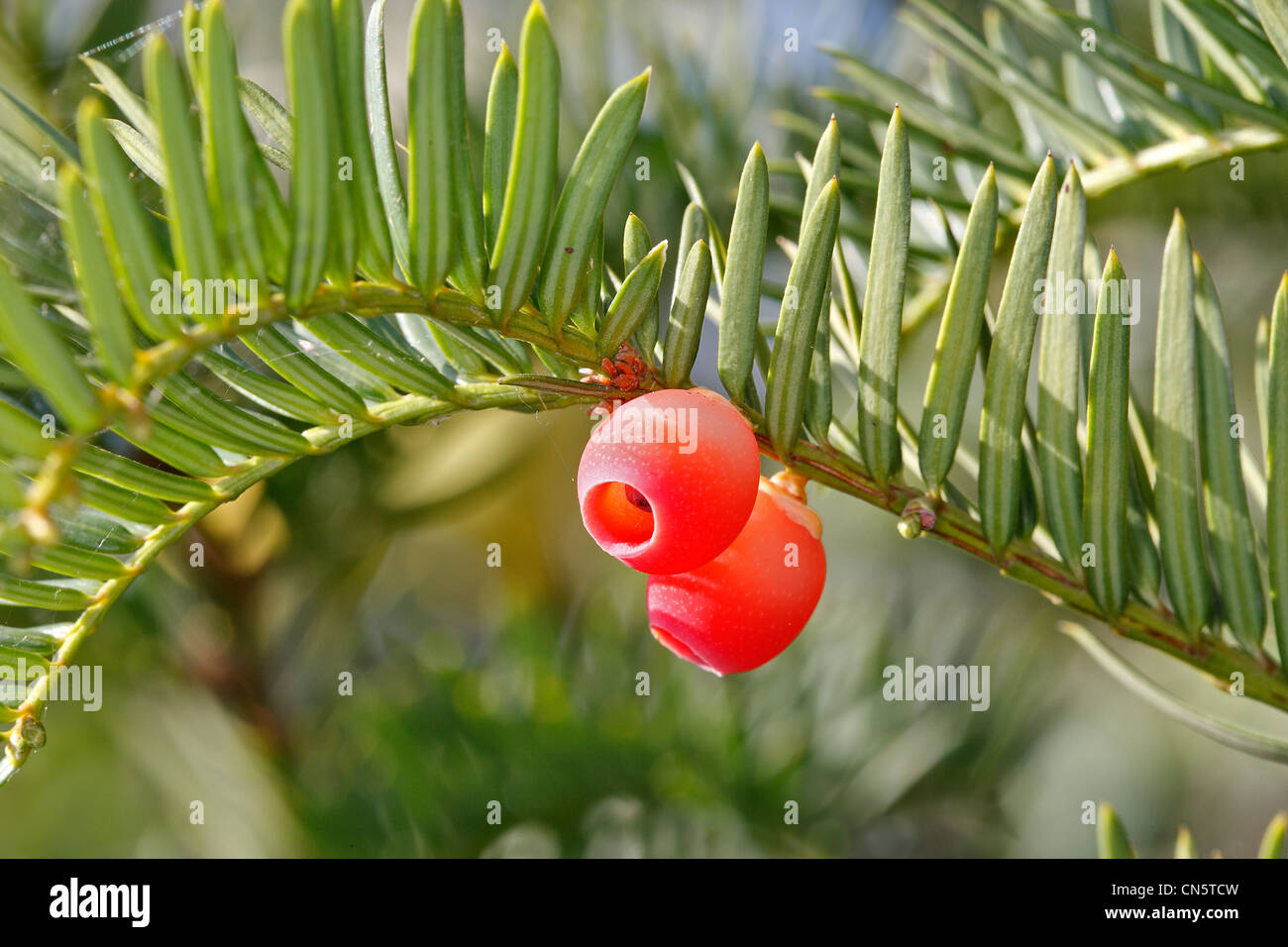 France, Bas Rhin, European Yew (Taxus baccata), fruit Stock Photo - Alamy