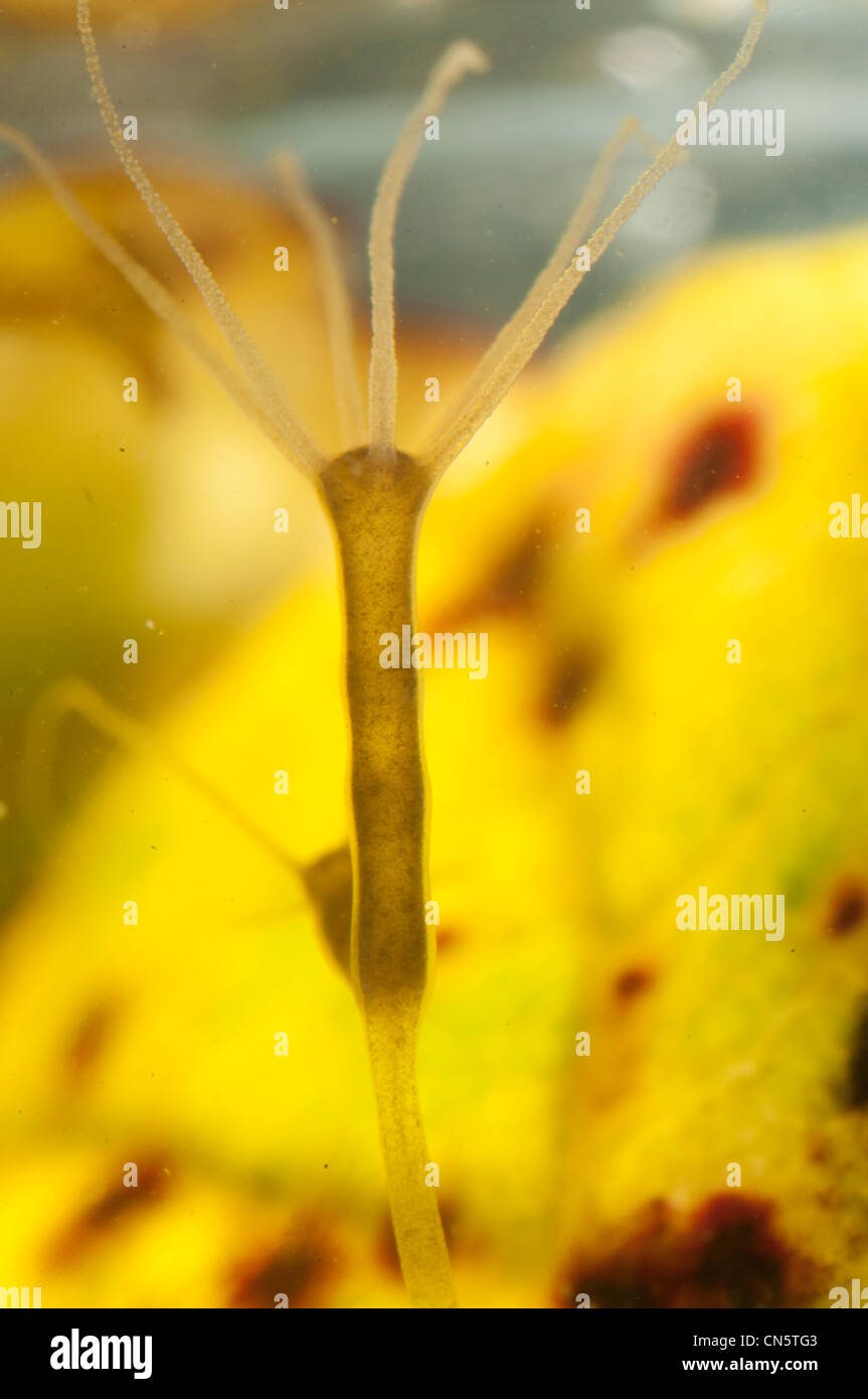 Hydrozoa hi-res stock photography and images - Alamy