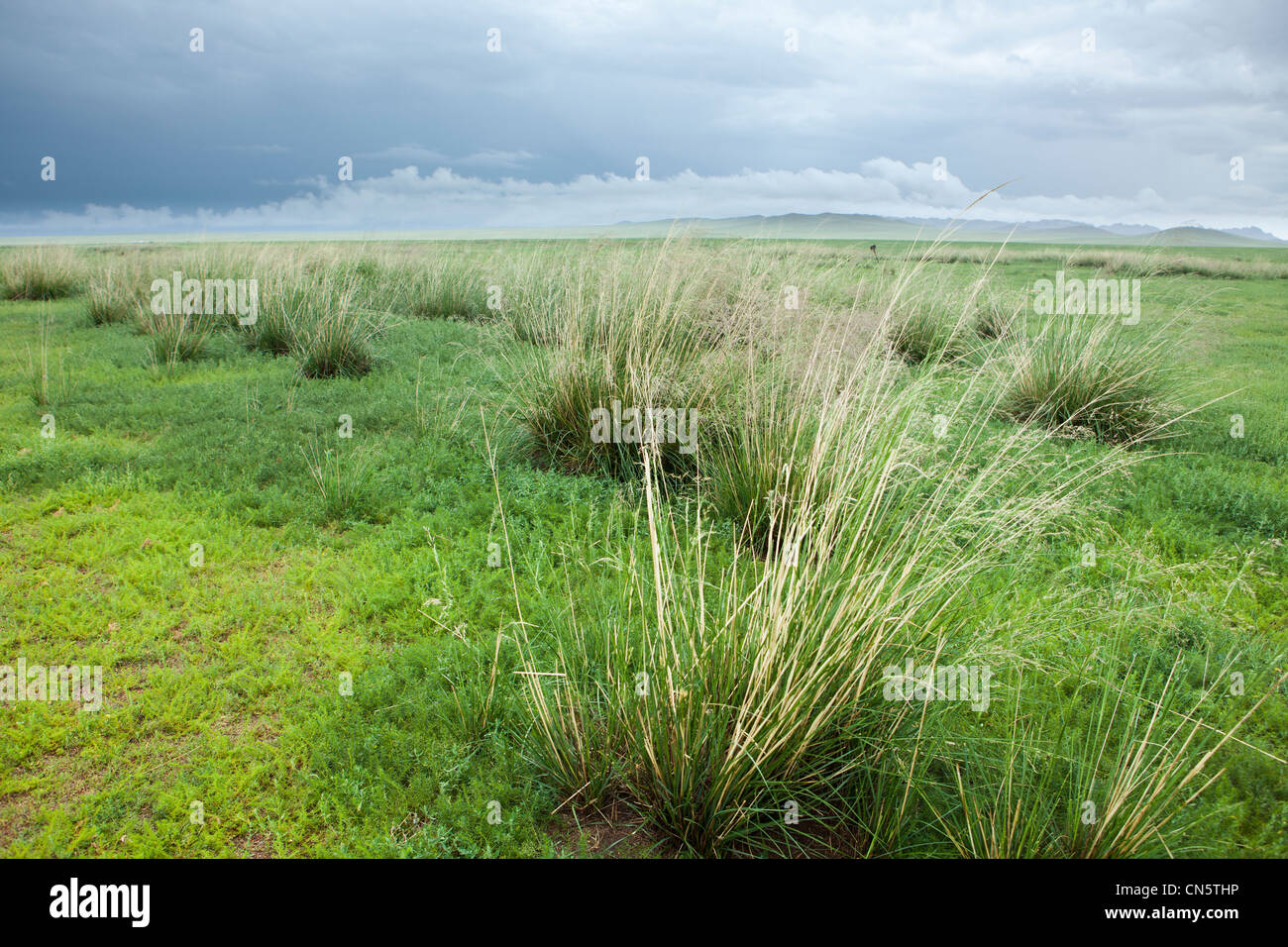 Landscape of Mongolian steppe , khuduu aral, khentii province, Mongolia ...