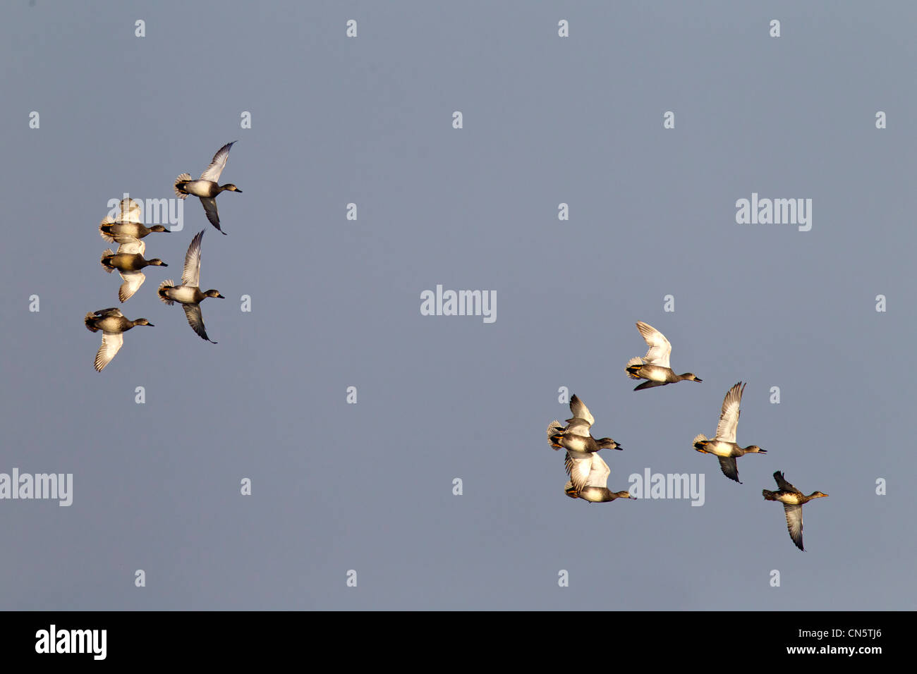 Flock of Gadwall. Anas strepera (Anatidae) in flight over Summer Leys ...