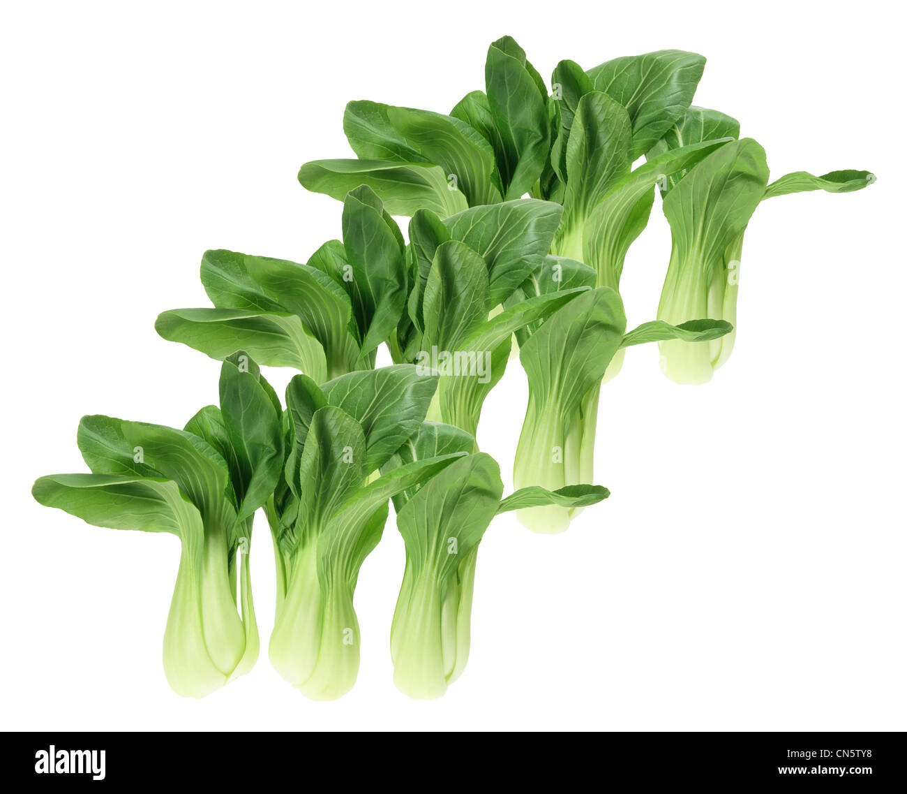 Rows of Bok Choy Stock Photo - Alamy