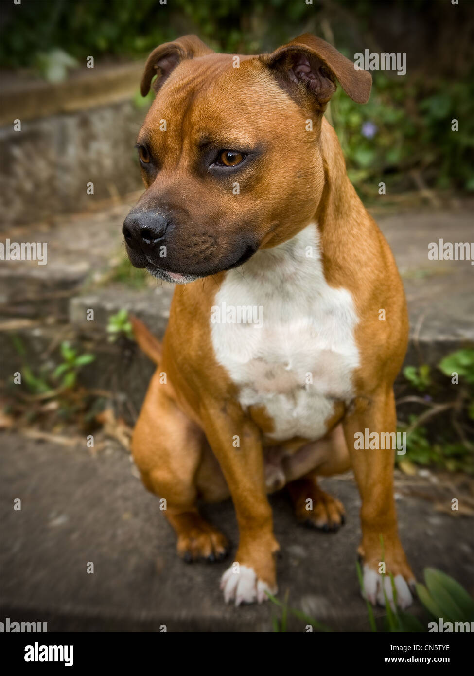 Red staffordshire bullterrier Stock Photo - Alamy
