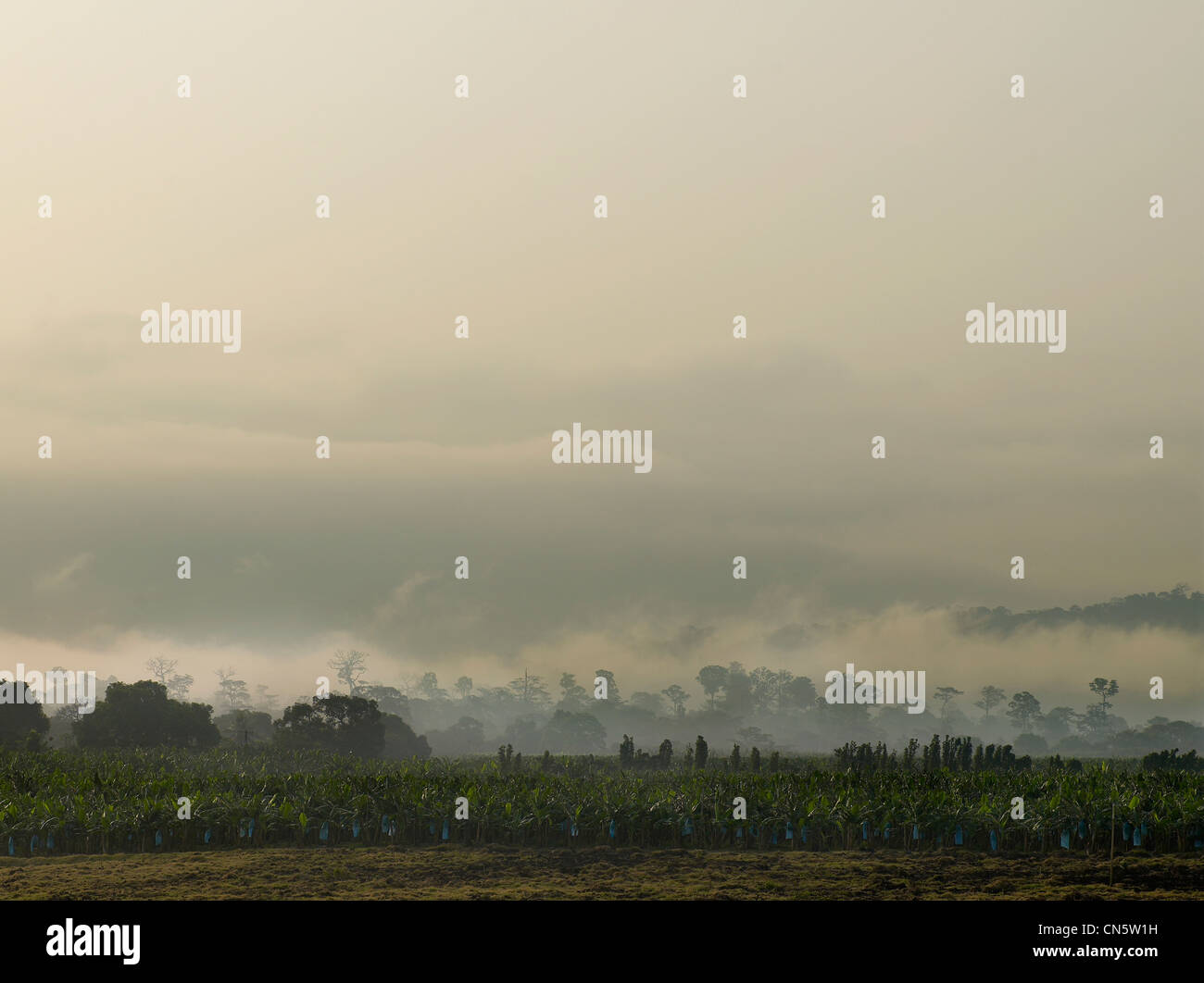 Cameroon landscape hi-res stock photography and images - Alamy