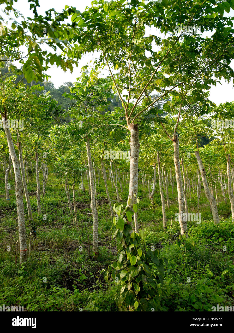 Cameroon, feature: Cameroon, a Pepper Tour Stock Photo - Alamy