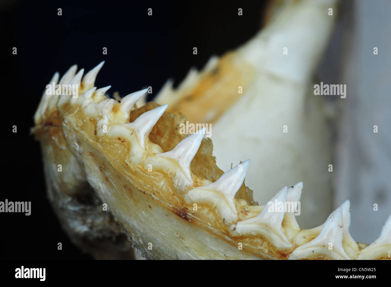 Hammerhead Shark Teeth