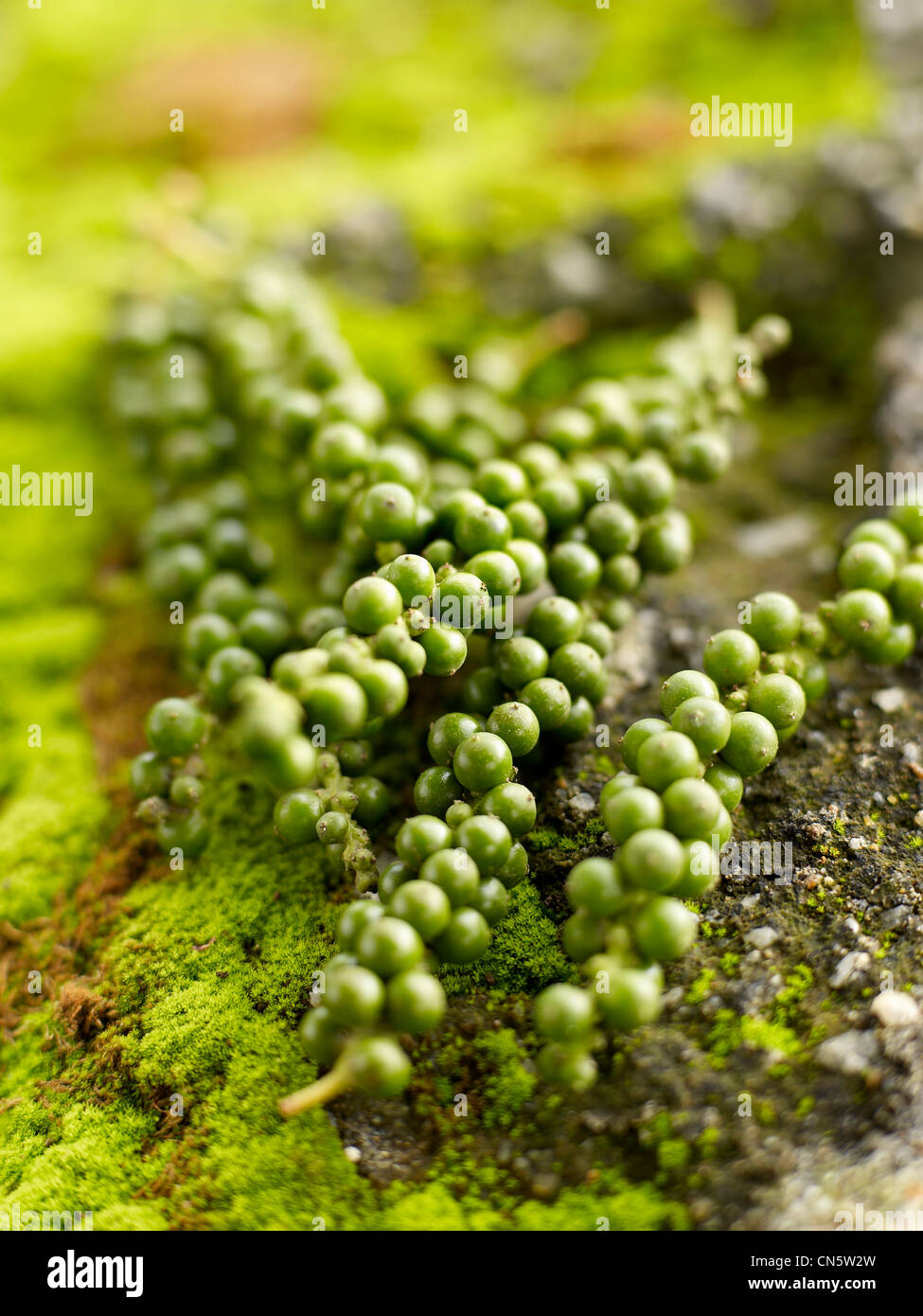 Cameroon, feature: Cameroon, a Pepper Tour Stock Photo - Alamy