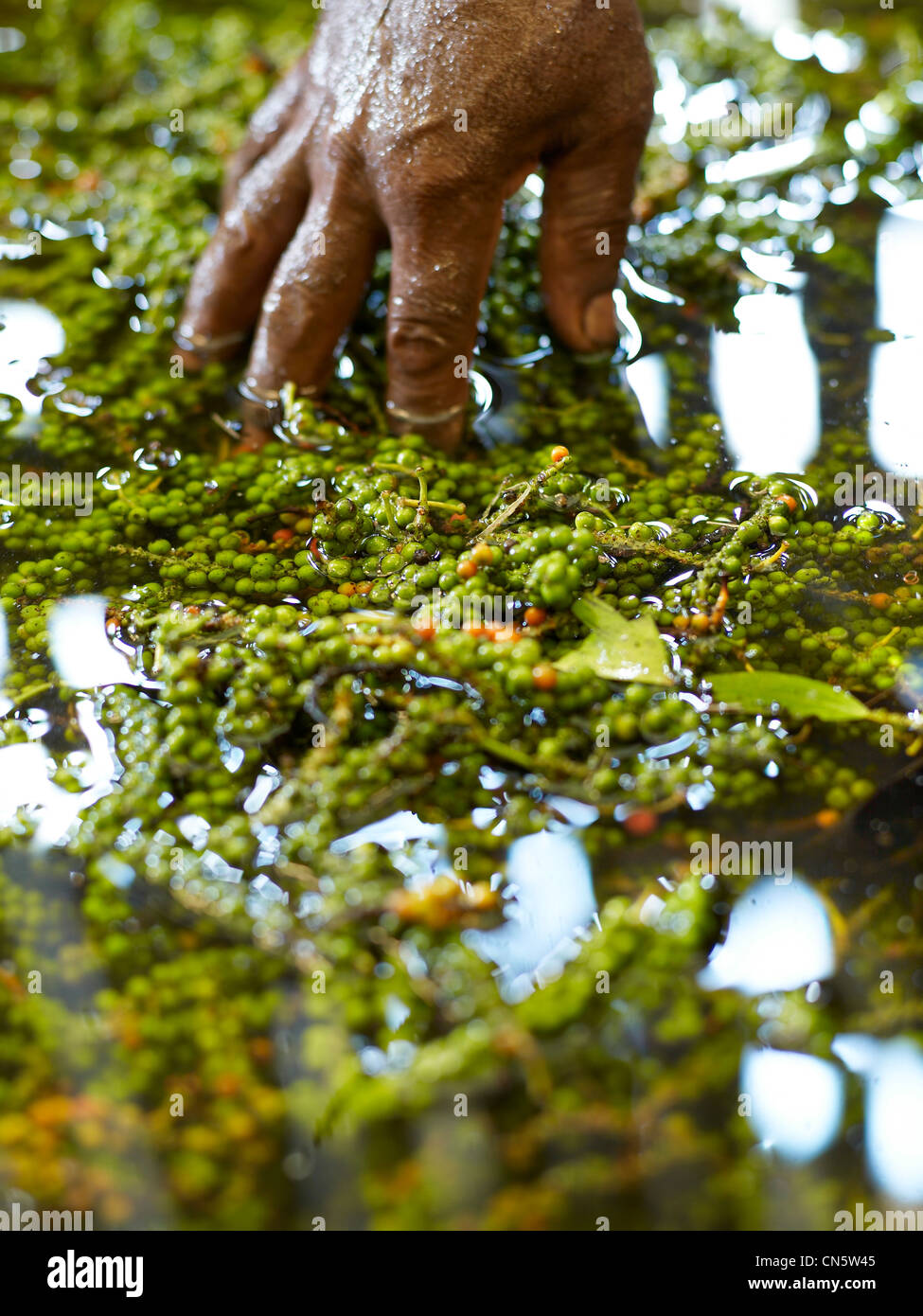 Cameroon, feature: Cameroon, a Pepper Tour Stock Photo - Alamy