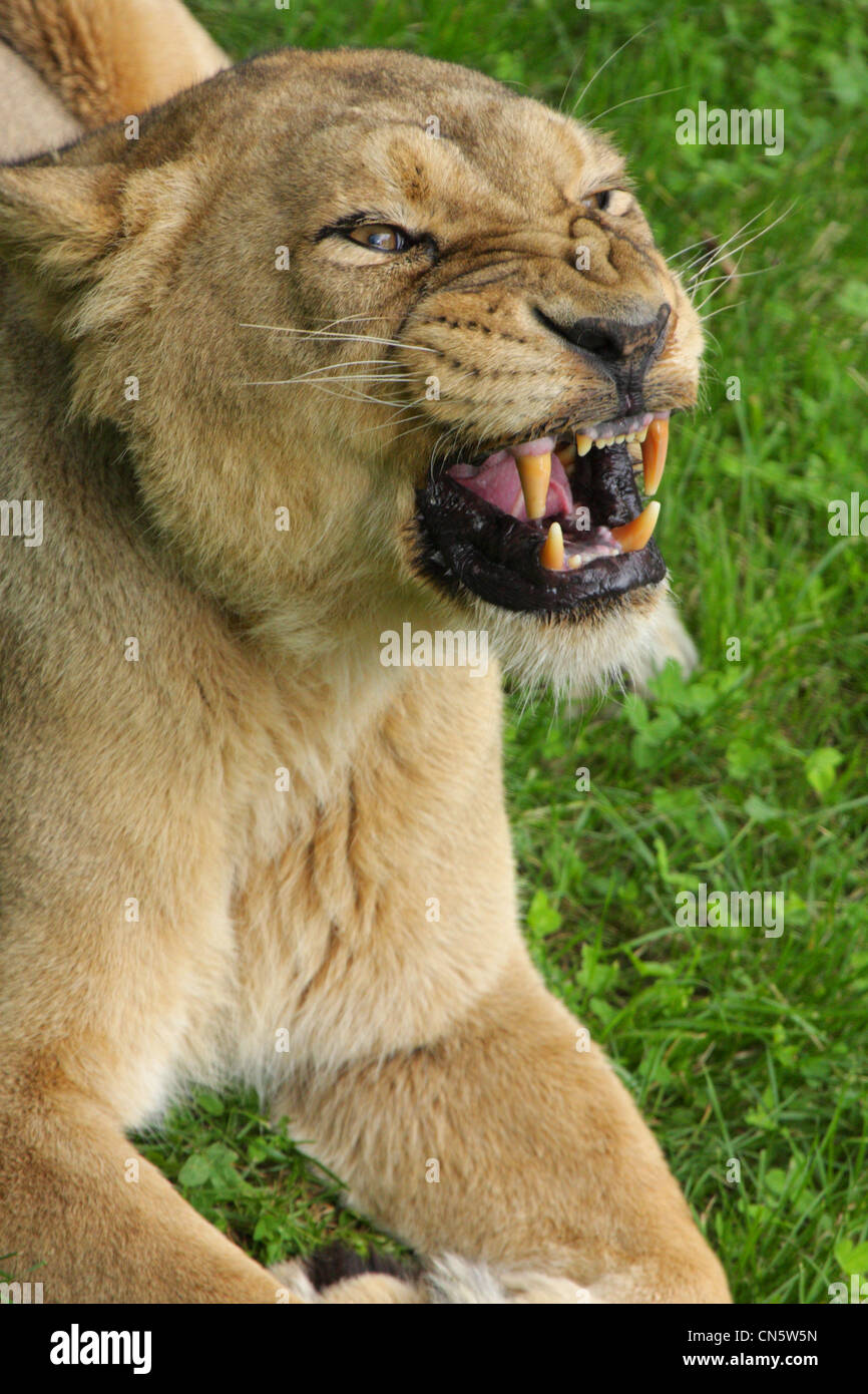 Lioness showing teeth hi-res stock photography and images - Alamy