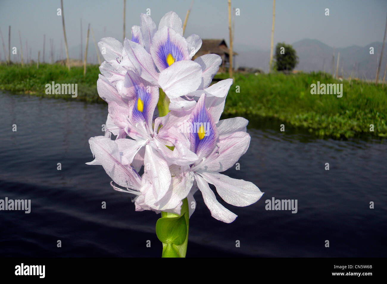 Flower, Inle lake, Myanmar Stock Photo - Alamy