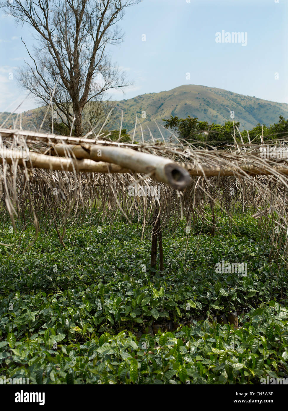 Cameroon, feature: Cameroon, a Pepper Tour Stock Photo - Alamy