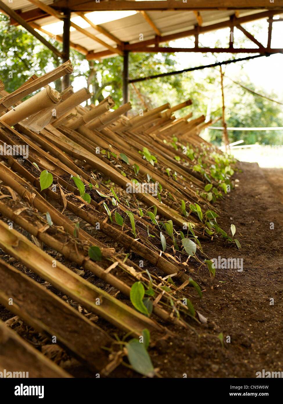 Cameroon, feature: Cameroon, a Pepper Tour Stock Photo - Alamy