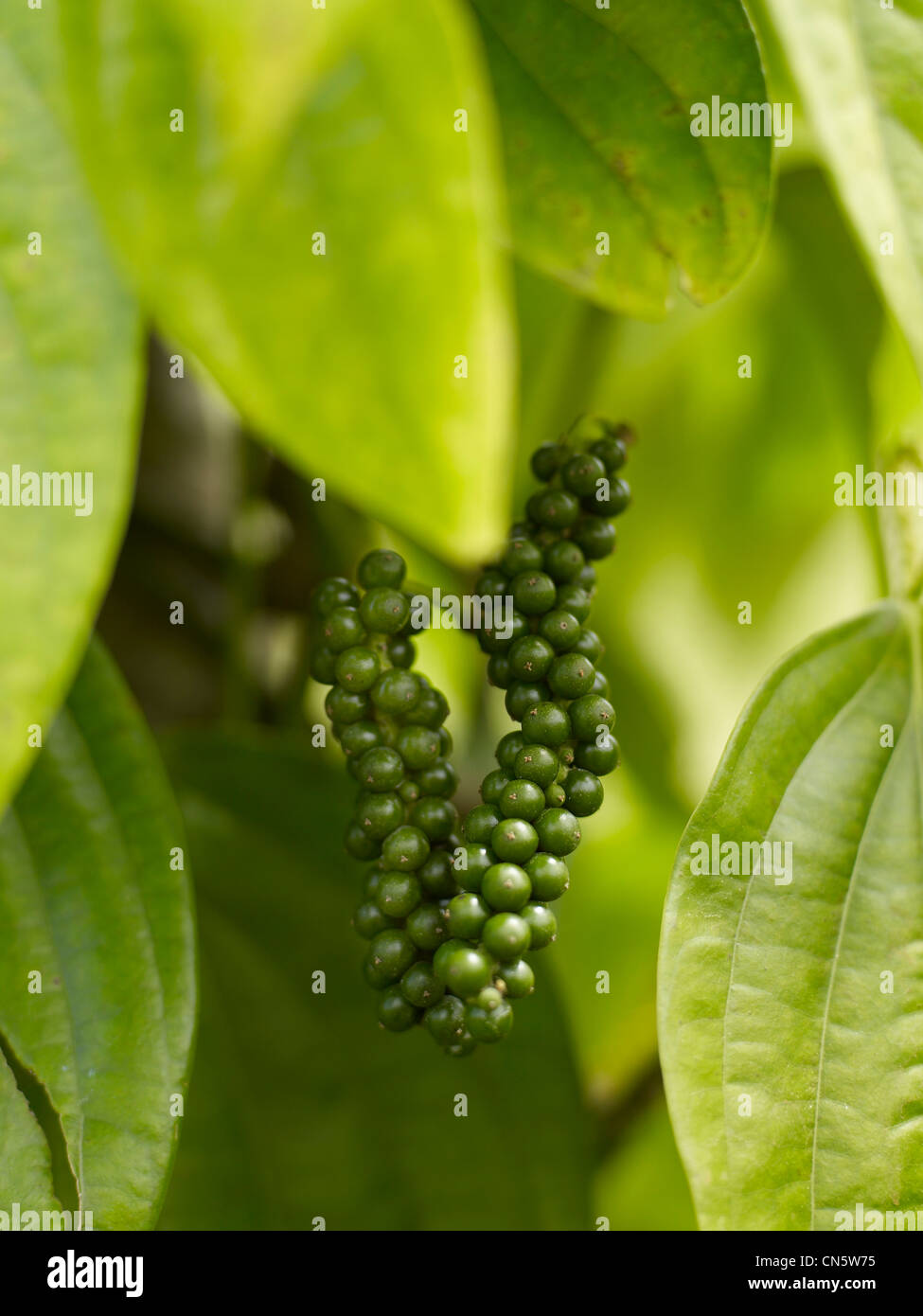 Cameroon, feature: Cameroon, a Pepper Tour Stock Photo - Alamy