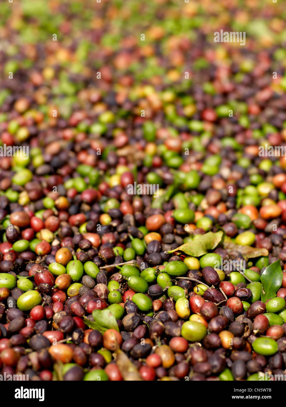 Cameroon, feature: Cameroon, a Pepper Tour Stock Photo - Alamy