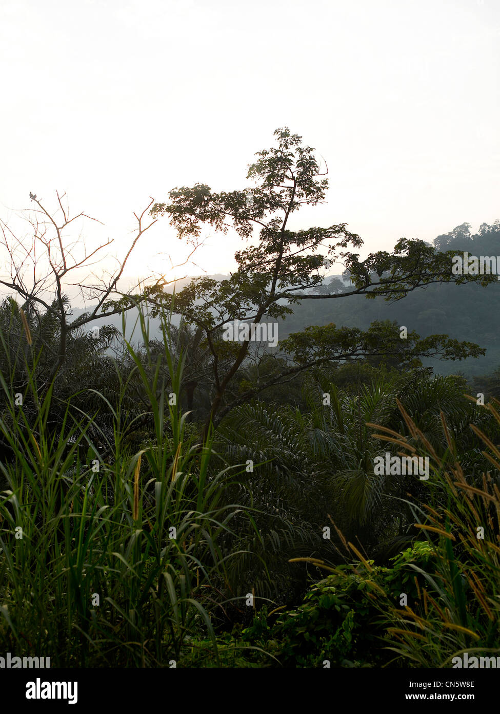Cameroon landscape hi-res stock photography and images - Alamy