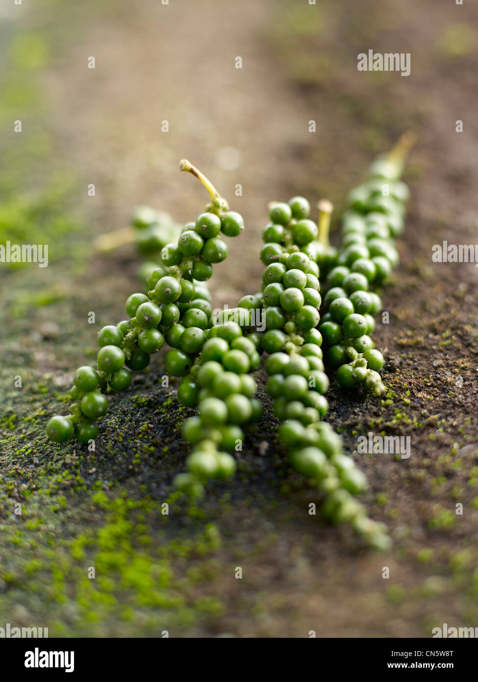 Cameroon green hi-res stock photography and images - Alamy