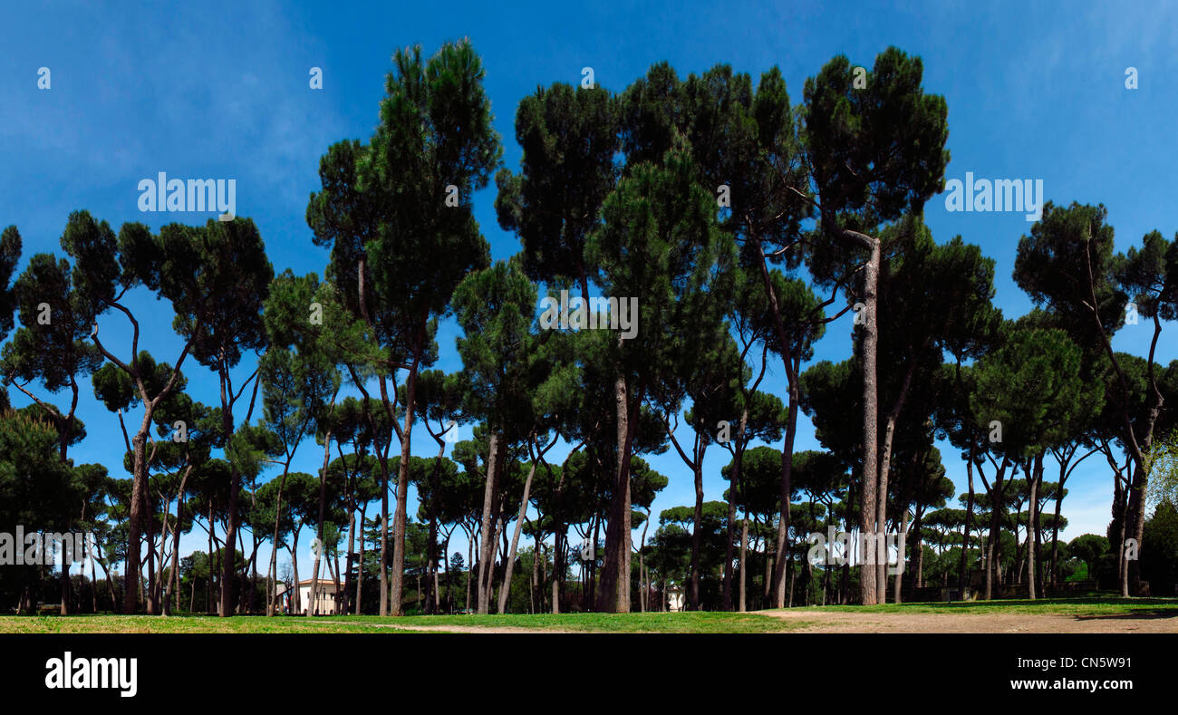 Villa borghese park tree hi-res stock photography and images - Alamy