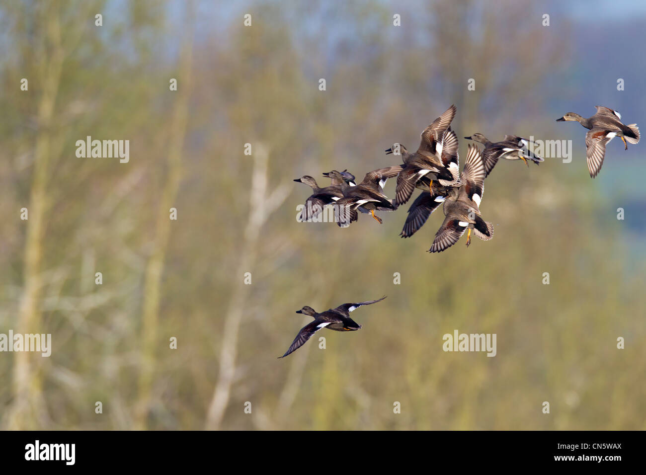 Flock of Gadwall. Anas strepera (Anatidae) in flight over Summer Leys ...