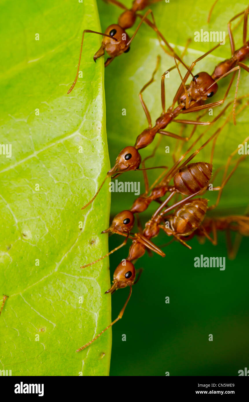 red ant team work building home Stock Photo - Alamy
