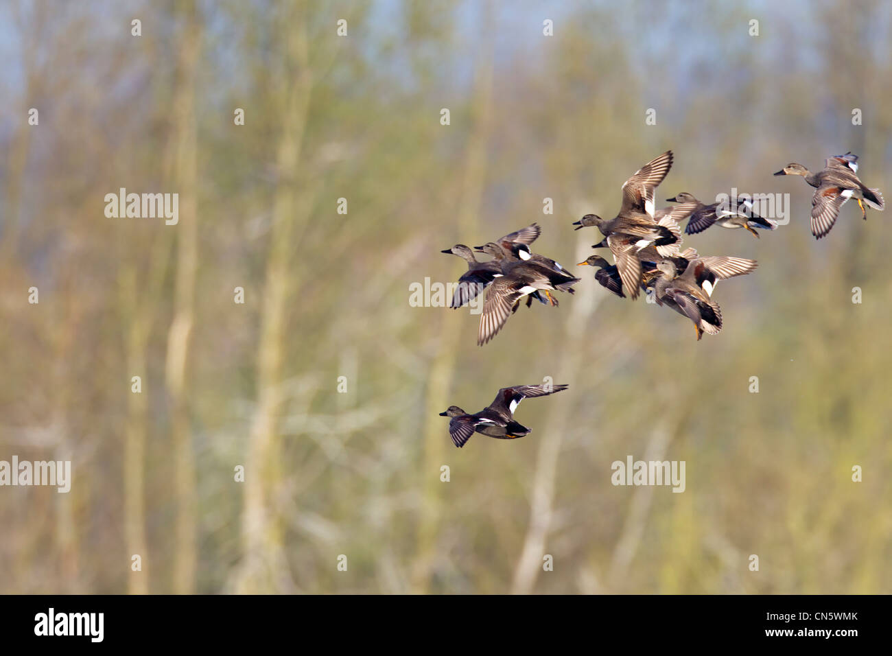 Flock of Gadwall. Anas strepera (Anatidae) in flight over Summer Leys ...