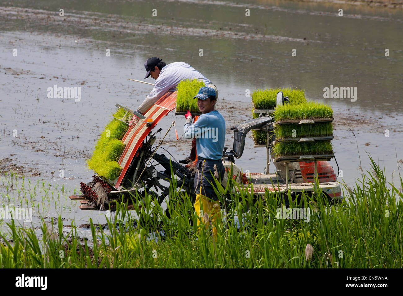 South korea rice farm hi-res stock photography and images - Alamy