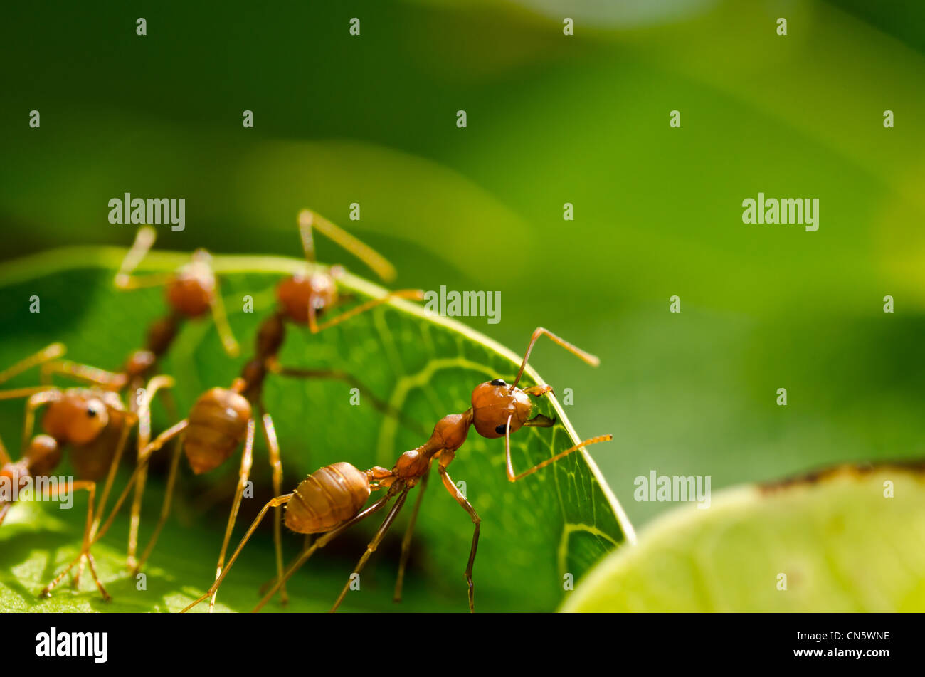 red ant team work building home Stock Photo - Alamy