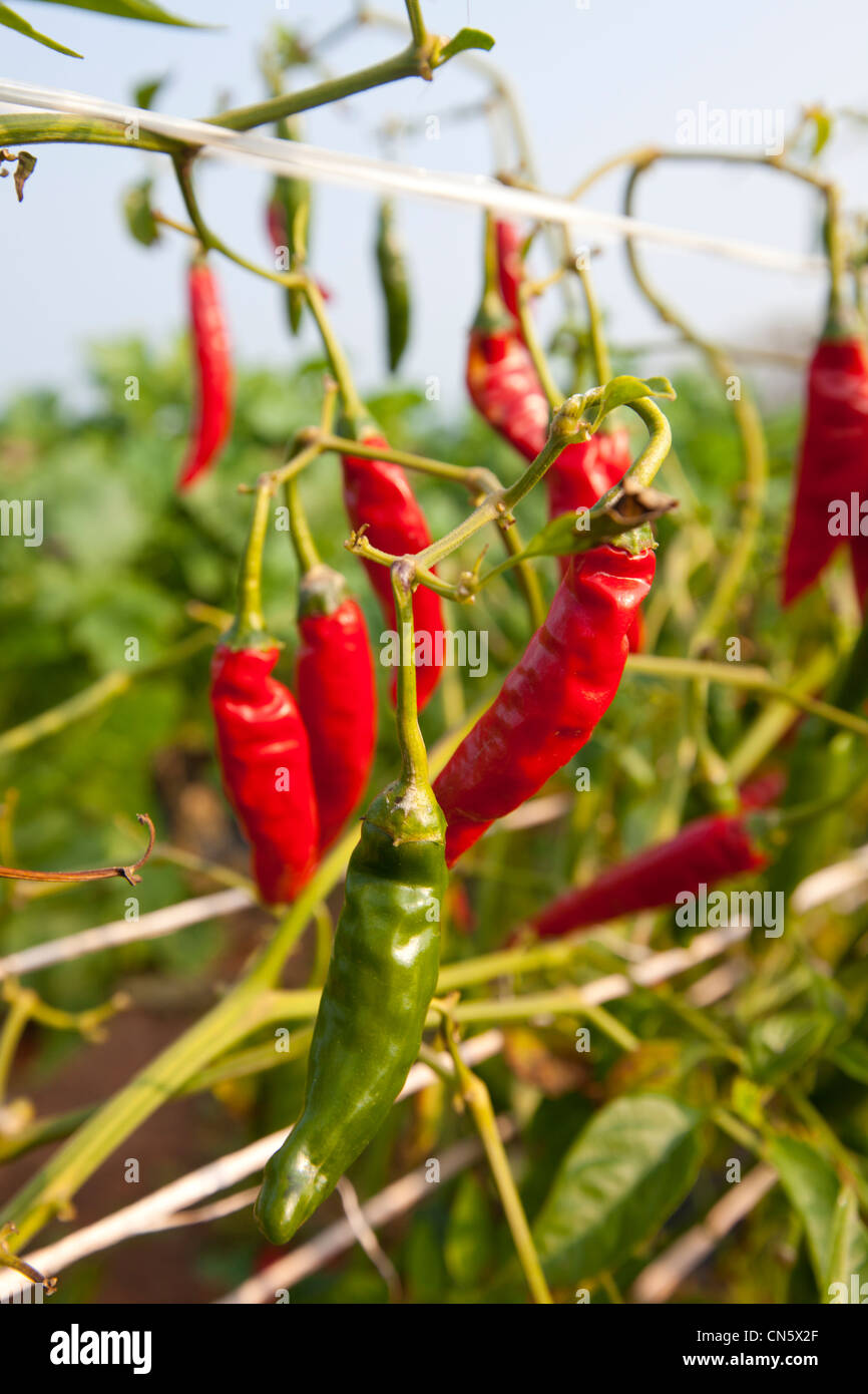South Korea, Incheon, Ongjin County, Baengnyeong Island, close-up of ...