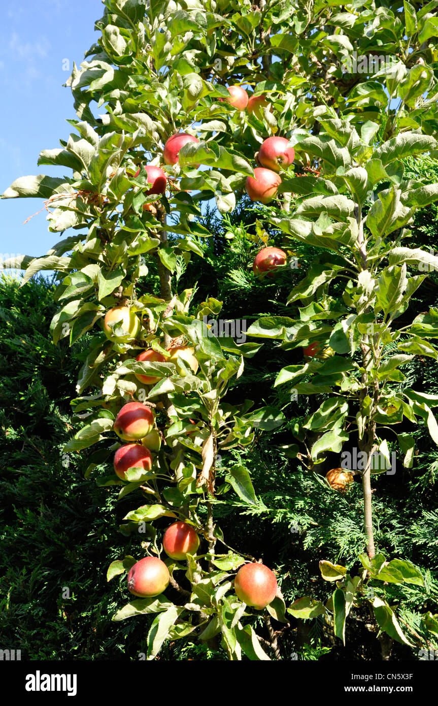 Apples growing in summer sunshine nature organic Stock Photo - Alamy