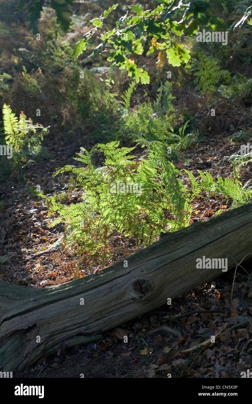 English woodland ferns hi-res stock photography and images - Alamy