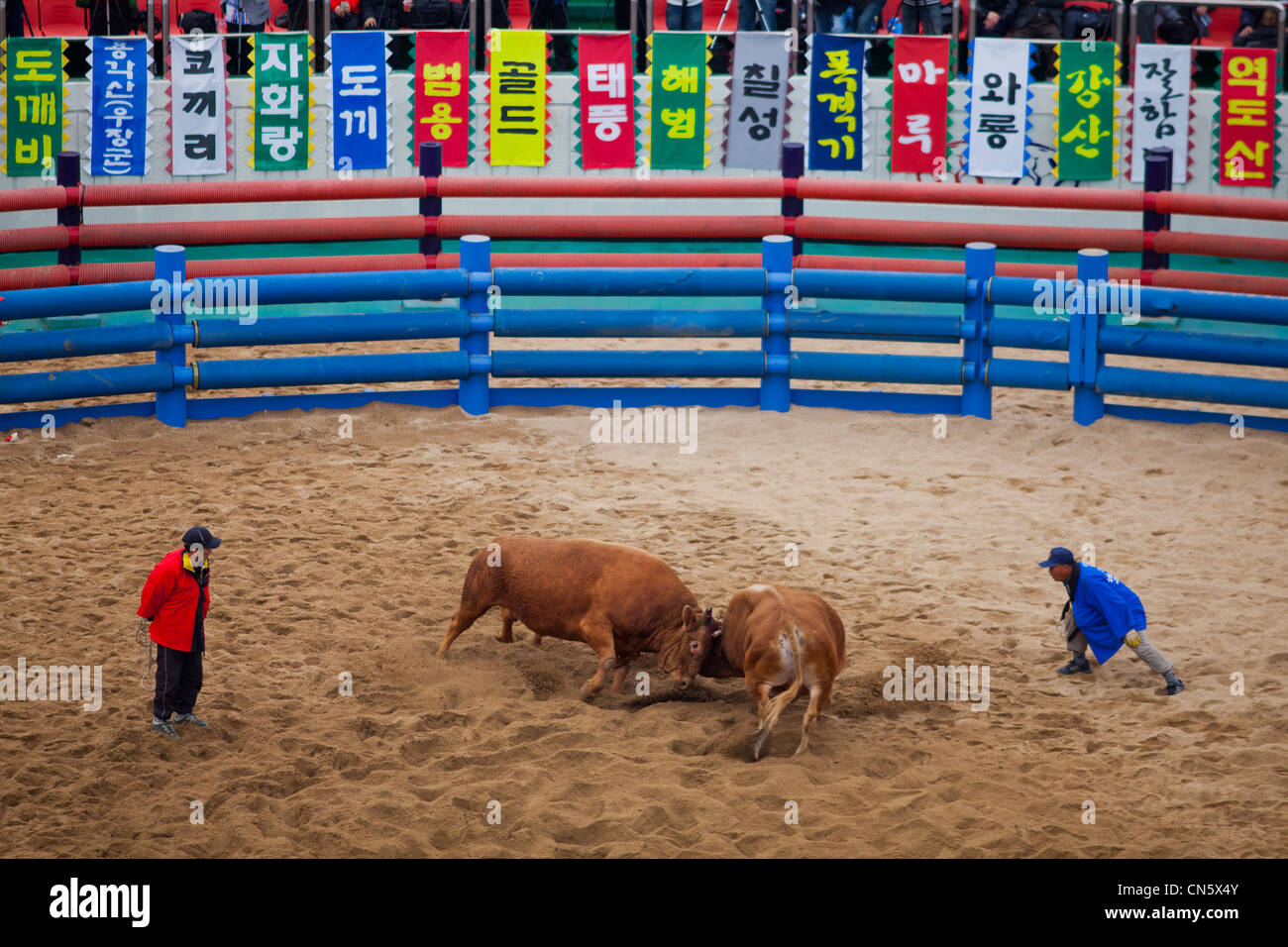 South Korea, North Gyeongsan Province, Cheongdo, bullfighting Stock ...