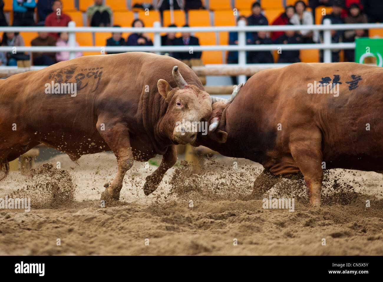South Korea, South Gyeongsang Province, Uiryeong, bullfighting in a ...