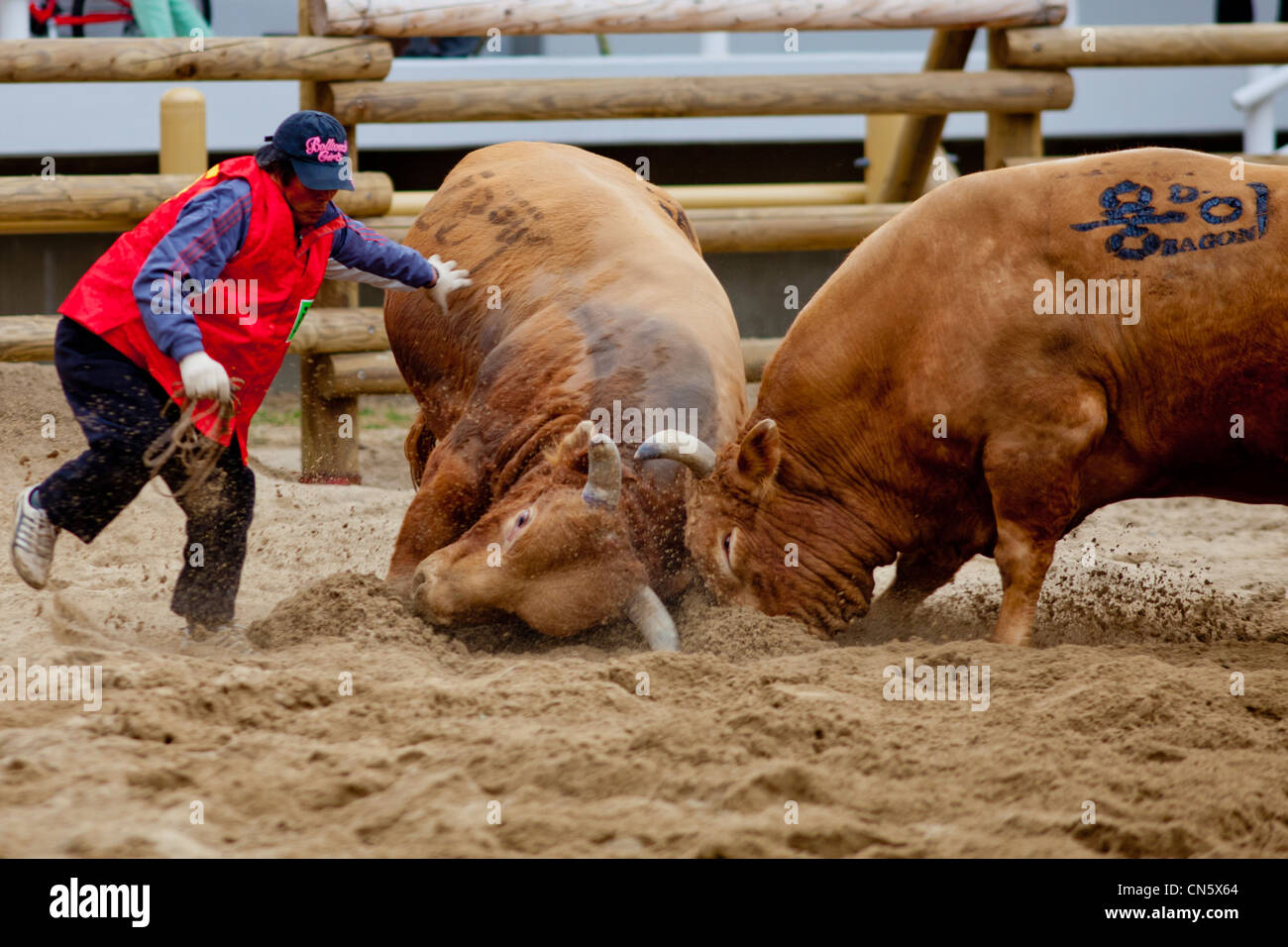 South Korea, South Gyeongsang Province, Uiryeong, bullfighting and ...