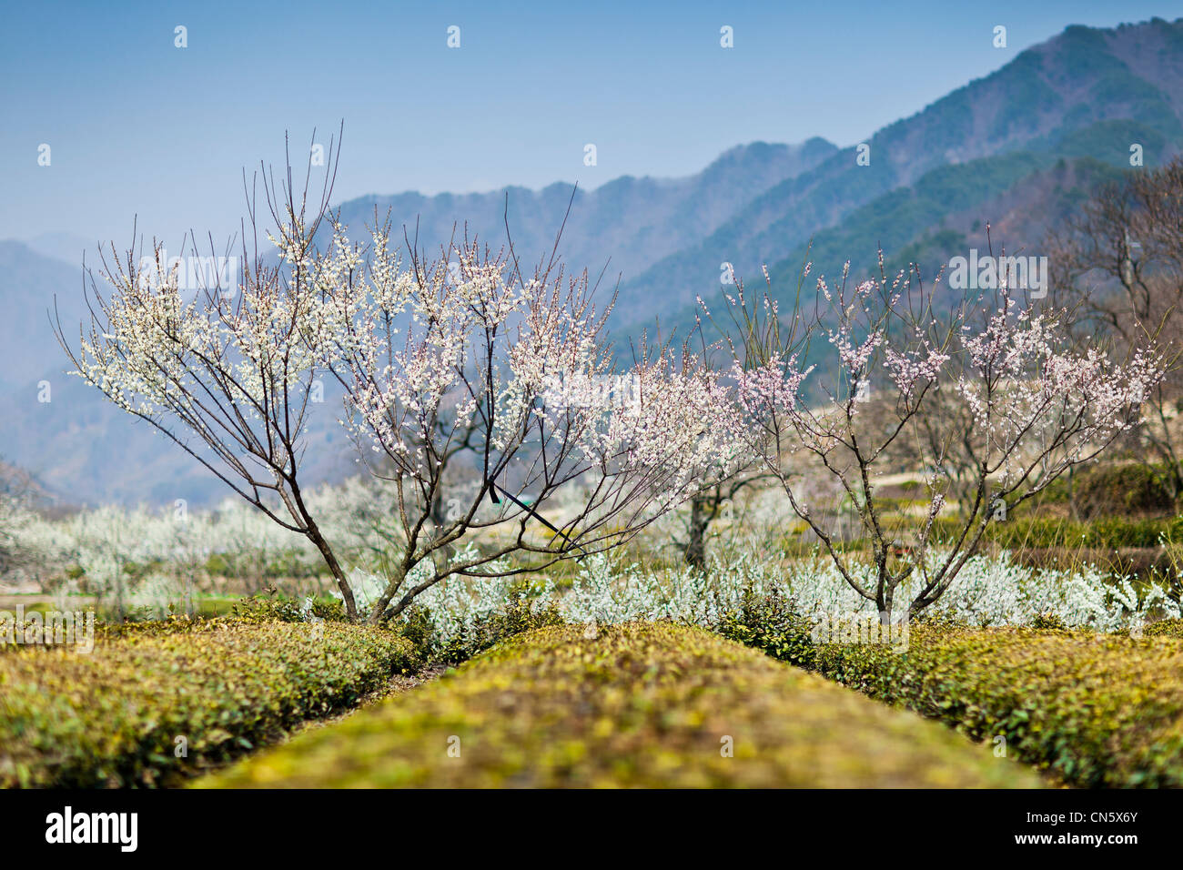 South Korea, South Gyeongsang Province, Hadong County, tea garden and ...