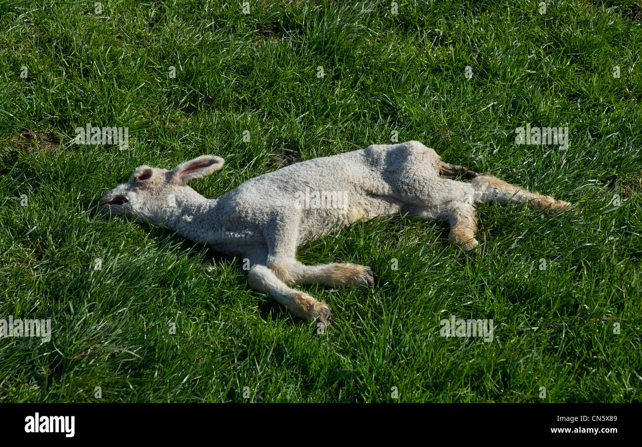 Dead lamb in Cumbria, England UK Stock Photo - Alamy