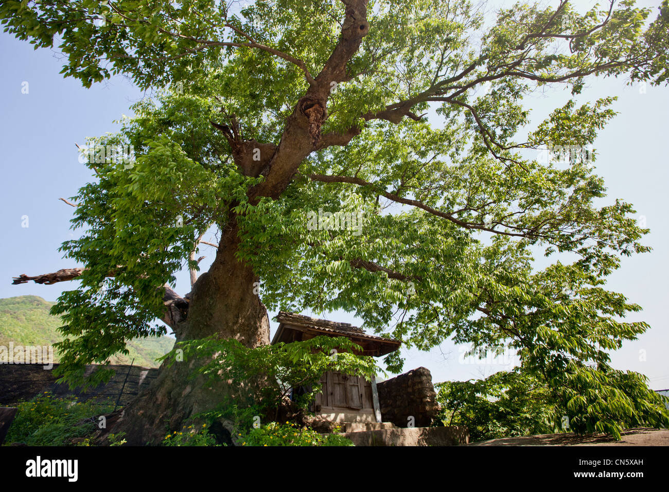 Shamanic tree hi-res stock photography and images - Alamy
