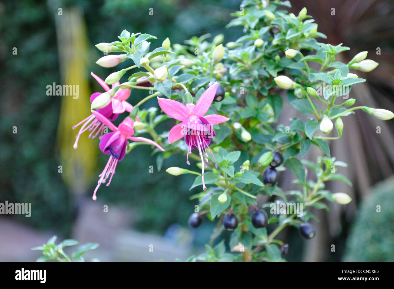 Fuschia hi-res stock photography and images - Alamy