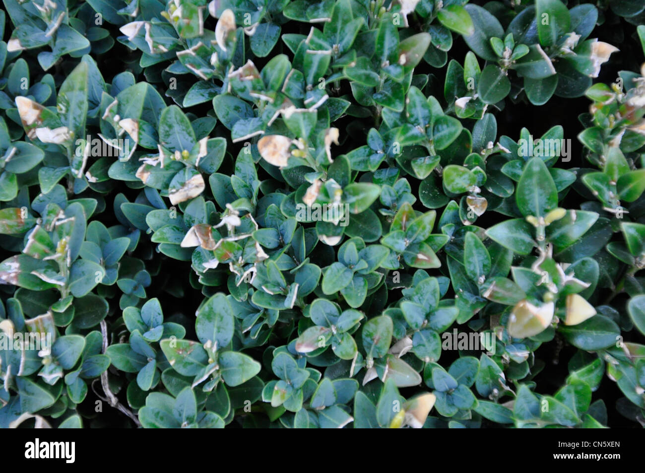 Tonal hi-res stock photography and images - Alamy