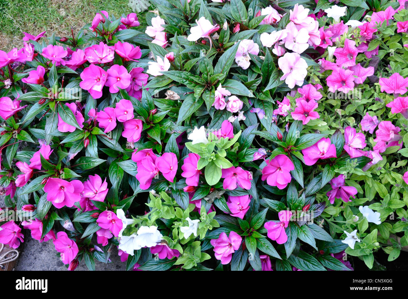 New Guinea Busy Lizzy Garden Summer nature Stock Photo - Alamy
