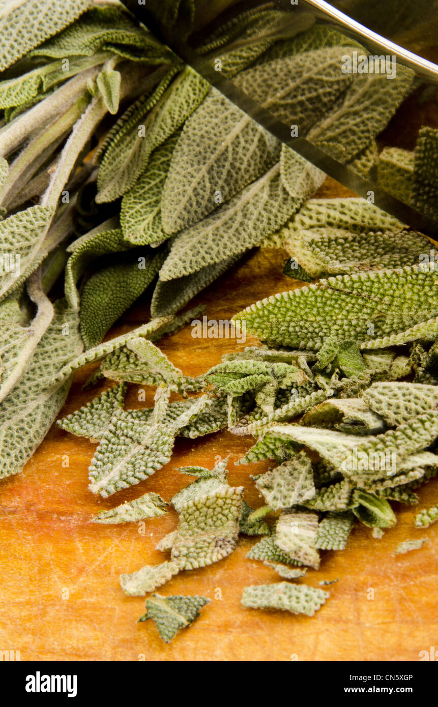 Sage hi-res stock photography and images - Alamy