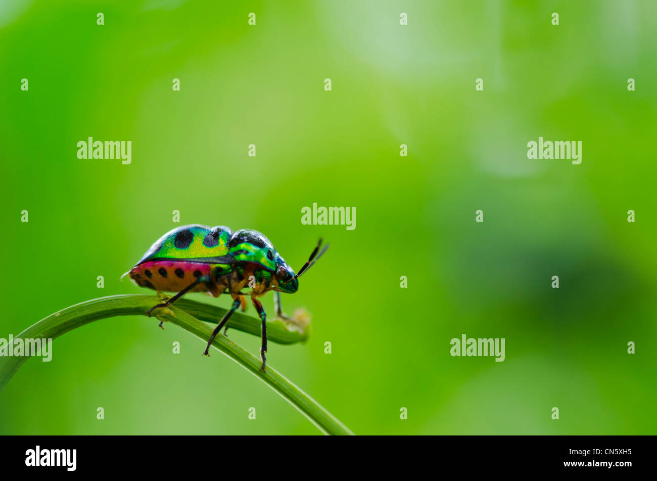 Jewel beetle hi-res stock photography and images - Alamy