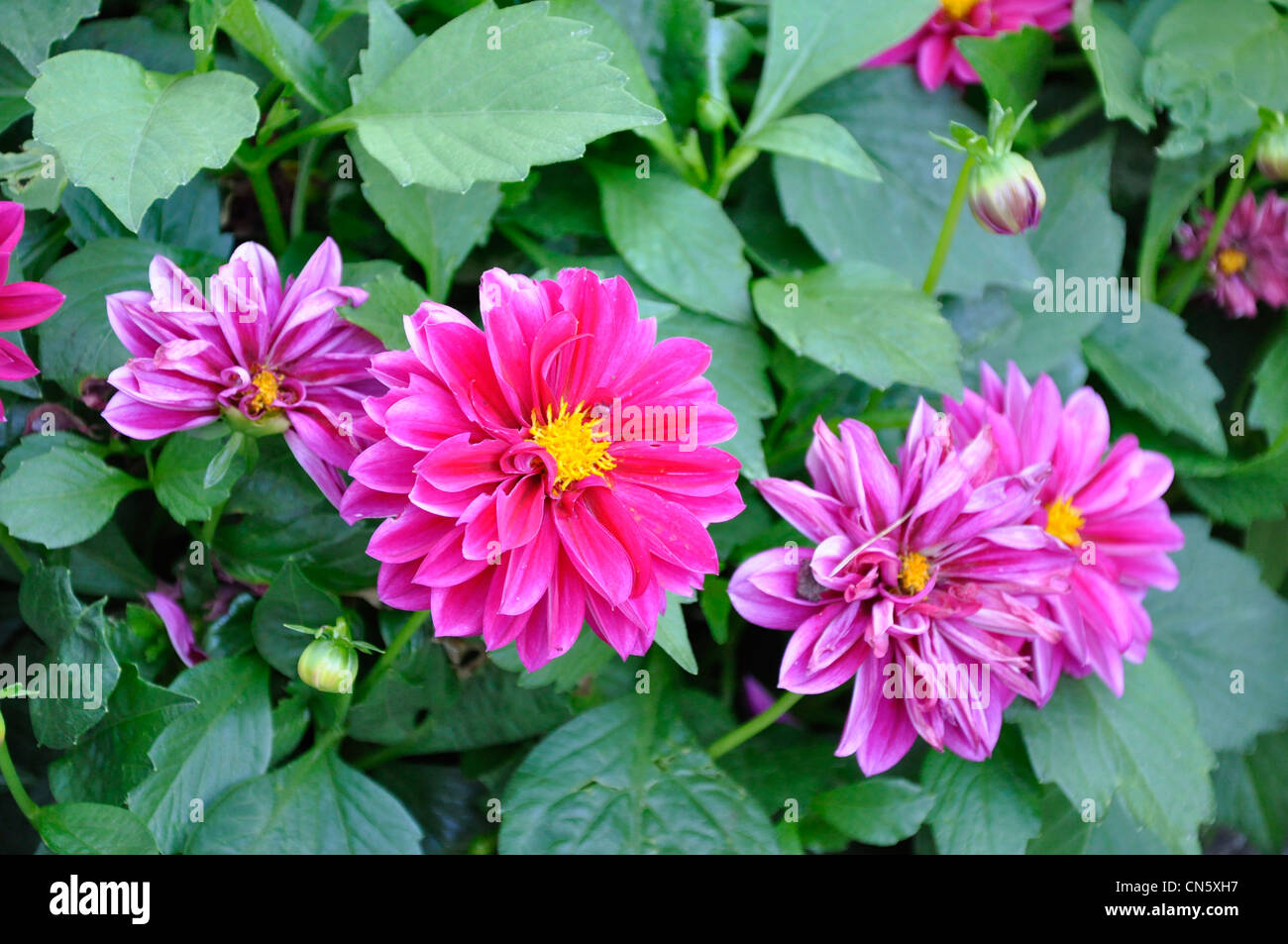 Pink Dahlia flowers in summe Stock Photo - Alamy