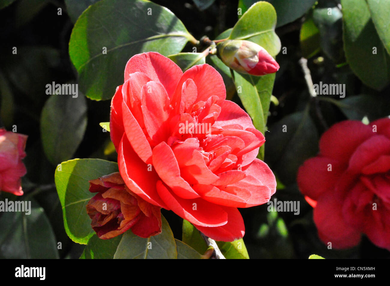 Red Camellia in flower spring sunshine Stock Photo - Alamy