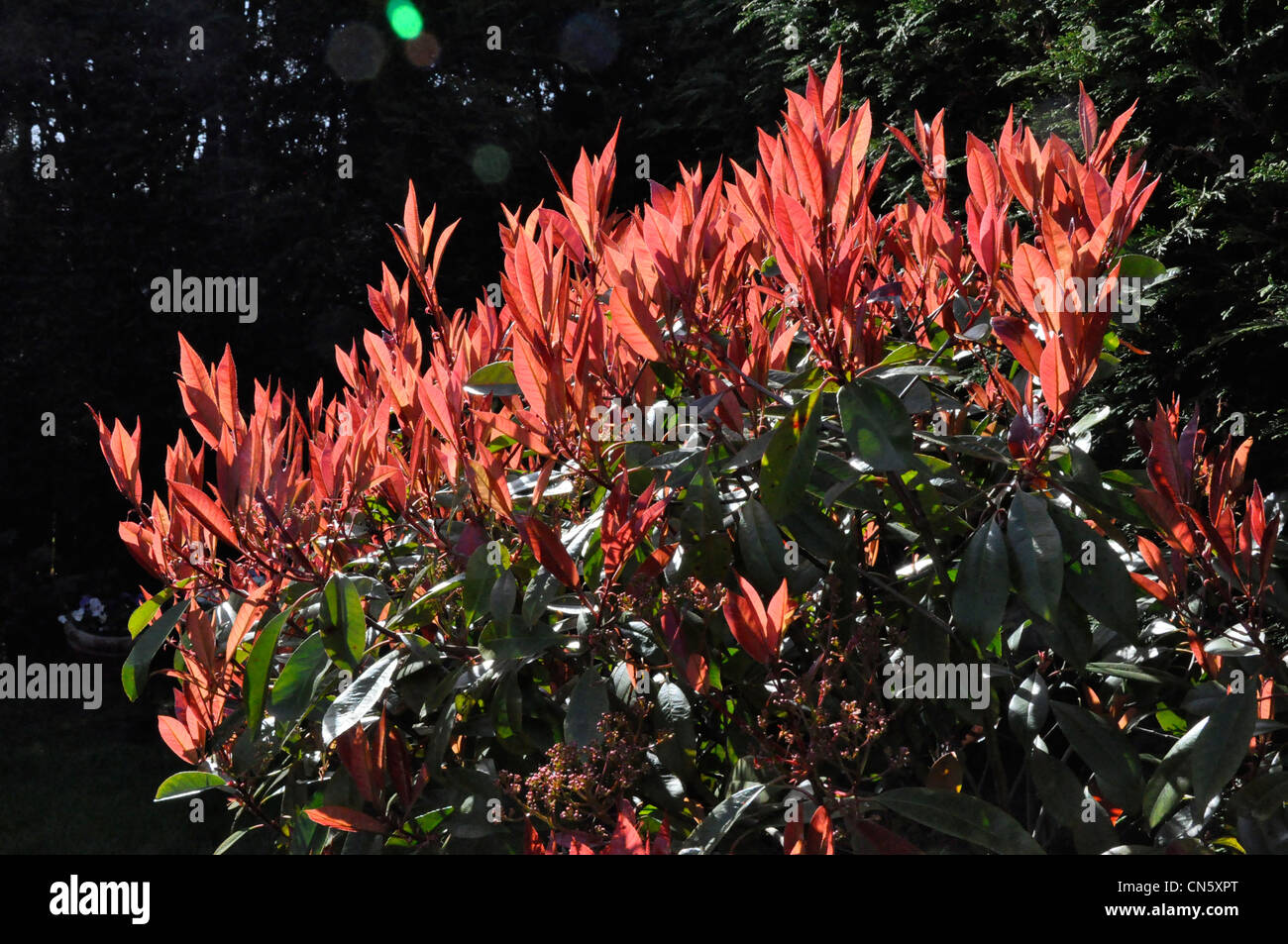 Copper leaves back lit sunshine Dramatic Nature Stock Photo - Alamy
