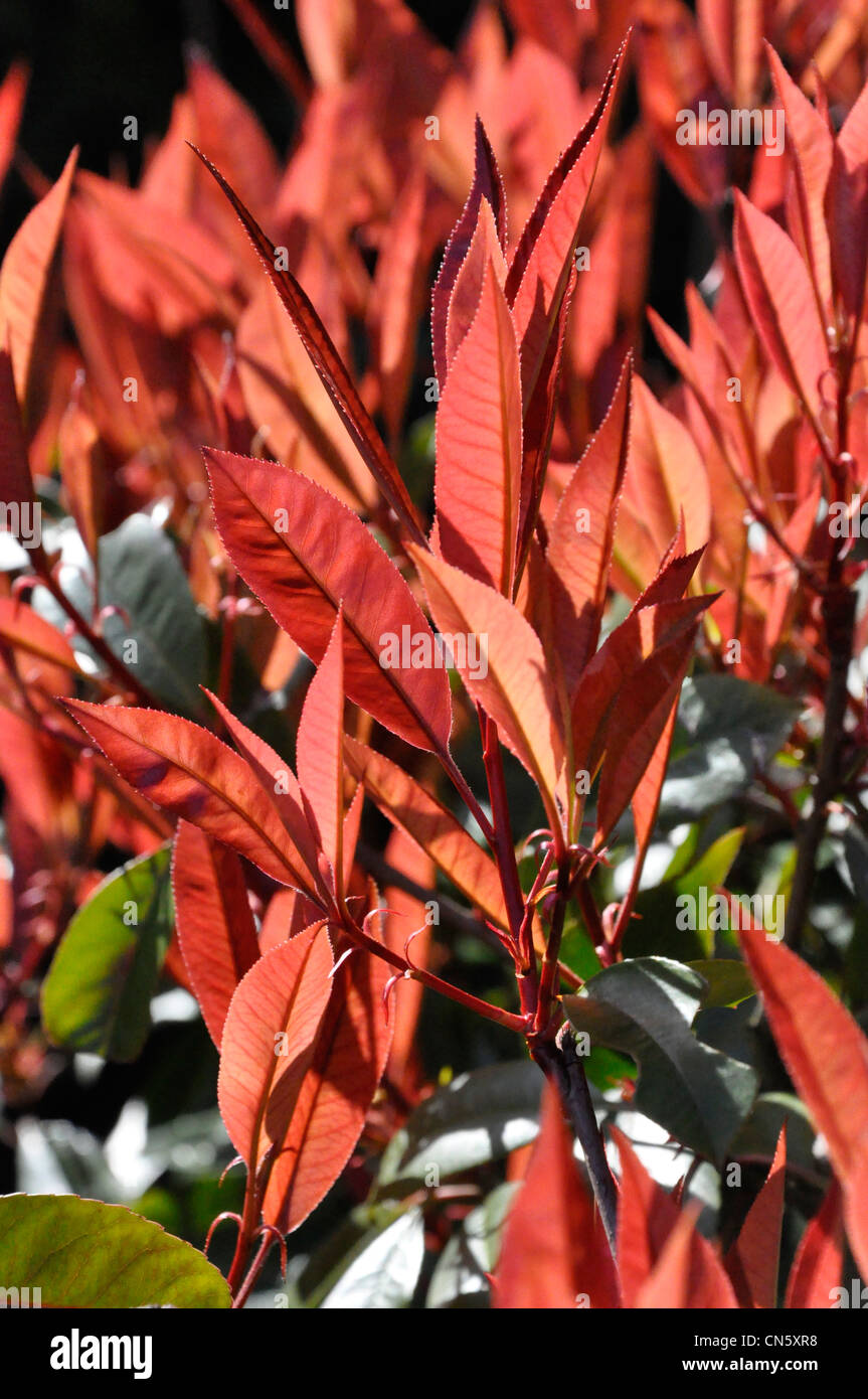 Copper leaves back lit sunshine Dramatic Nature Stock Photo - Alamy