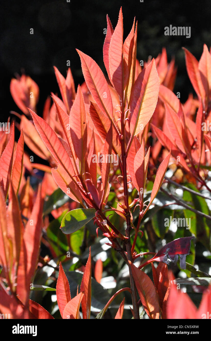 Copper leaves back lit sunshine Dramatic Nature Stock Photo - Alamy