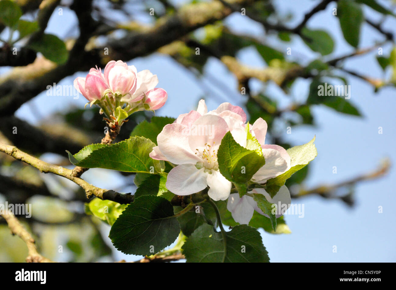 Apple blossom with blue sunny sky Stock Photo - Alamy