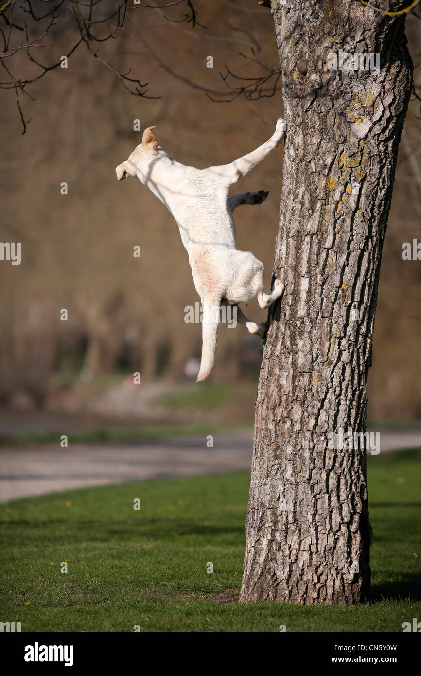 A Labrador retriever jumping from a tree in a Park of Vichy (France ...